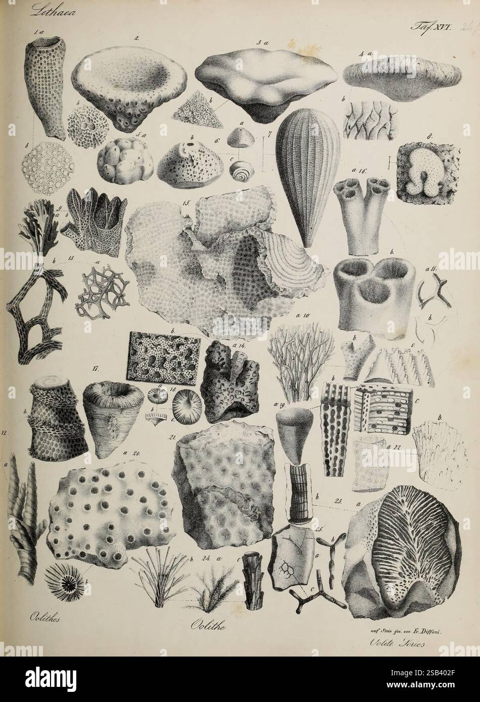 Lethaea geognostica oder Abbildungen und Beschreibungen der für die ...