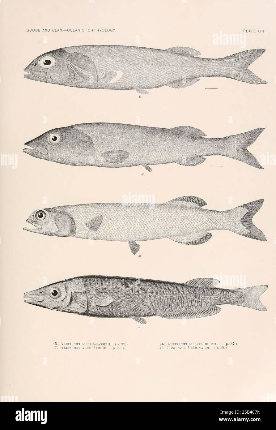 Oceanic Ichthyology v.22 Atlas Cambridge, U.S.A, 1896. Animaux marins ...