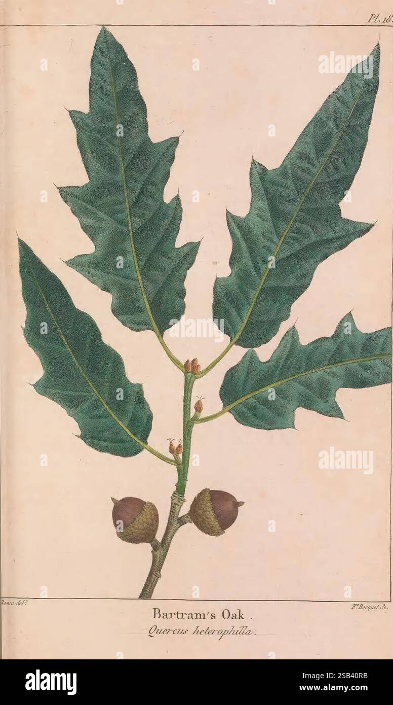 The North American Sylva, Philadelphia, R.P. Smith, 1853, botanique ...