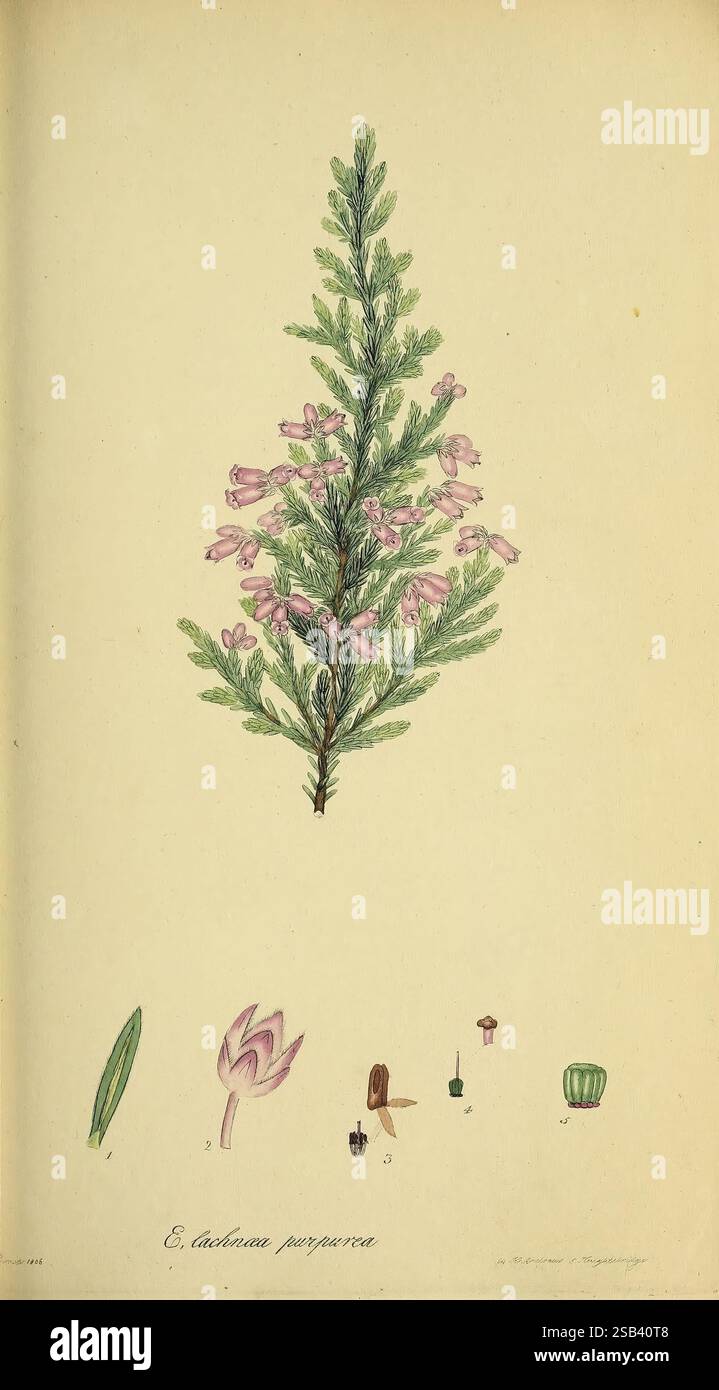 The Heathery, ou Une monographie du genre Erica, Londres, Henry G. Bohn ...