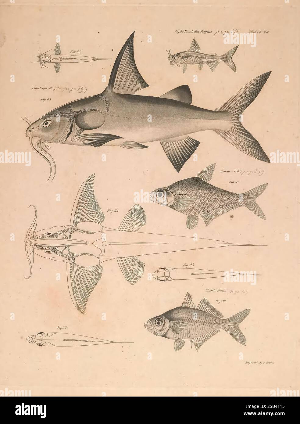 Un compte rendu des poissons trouvés dans le Gange et ses branches ...