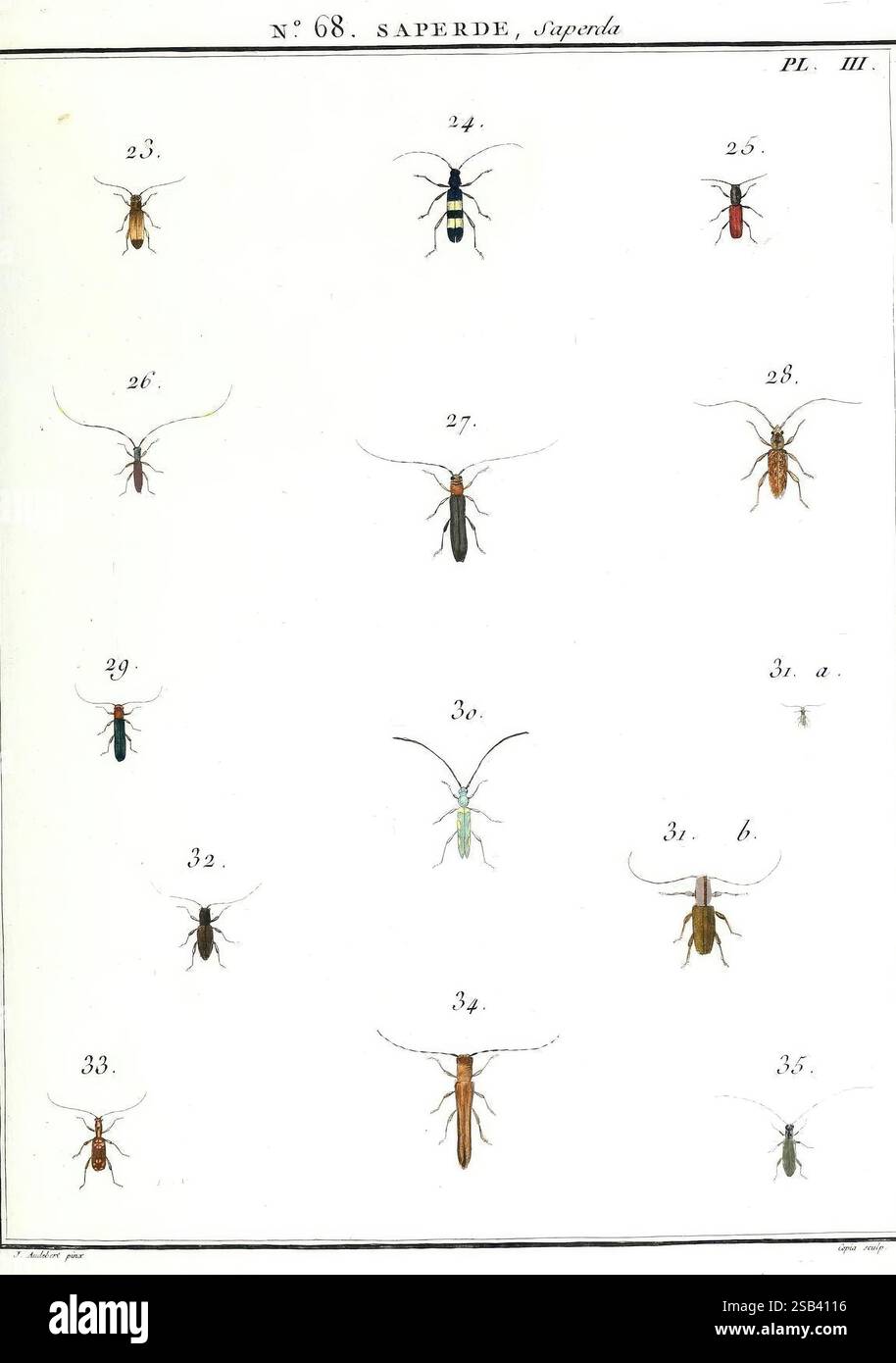 Entomologie ou histoire naturelle des insectes, Paris, Imp. Baudouin ...