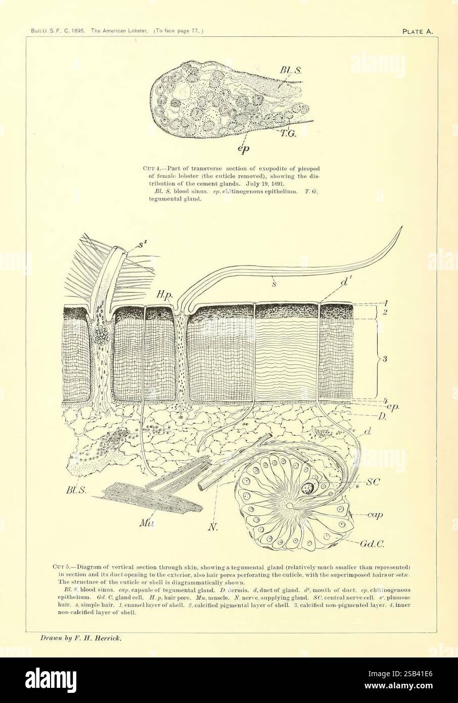 Le homard américain, Washington, Govt. Imprimer, 1895, homards ...