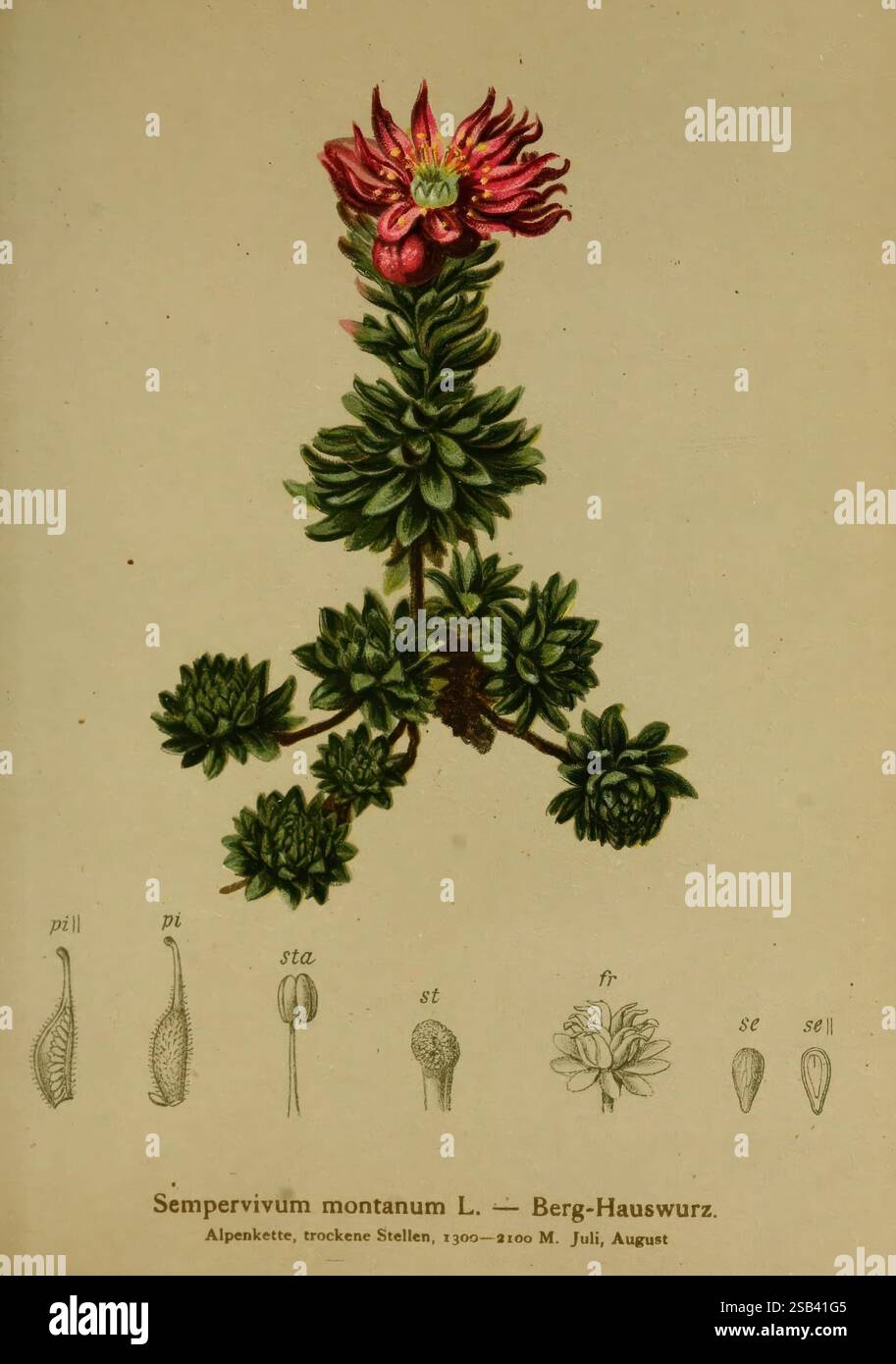 Atlas der Alpenflora, Wien, Alpenvereins, 1882, Alpes, atlas, plantes ...
