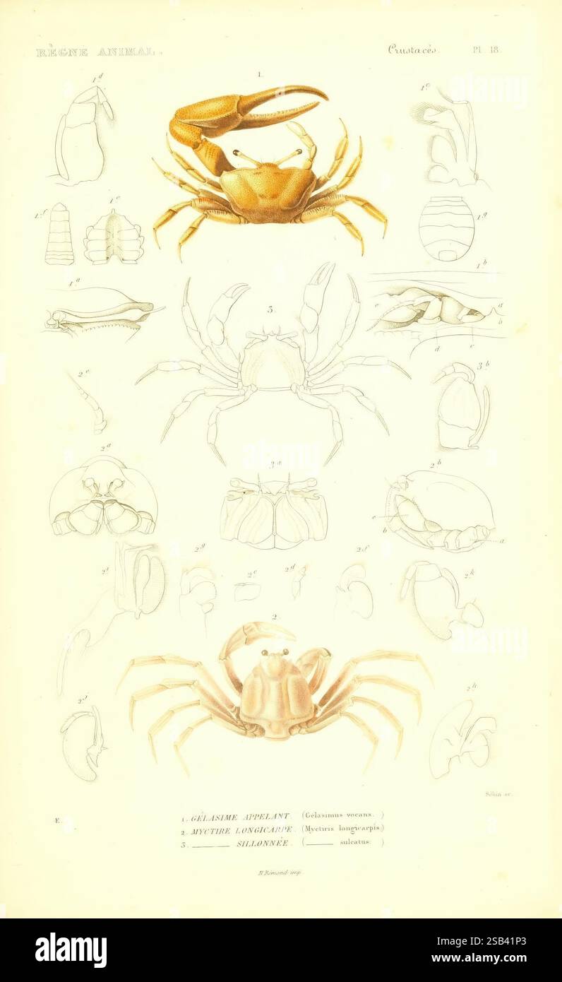 Le règne animal distribué d'après son organisation, Paris, 1836-1849, anatomie, comparative ...