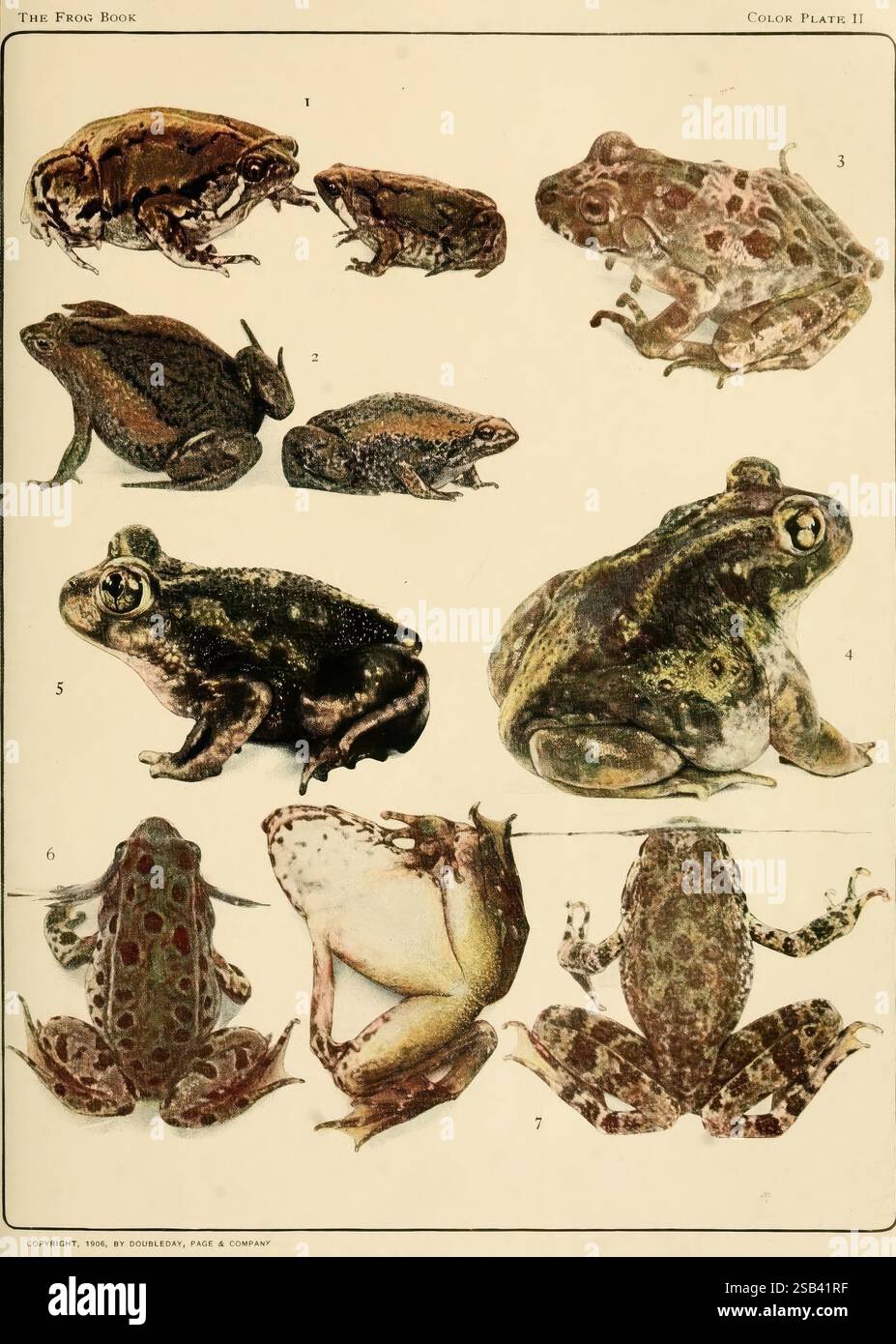 The Frog Book New York Doubleday page 1907 Amphibians Frogs North America Toads, Une collection ...