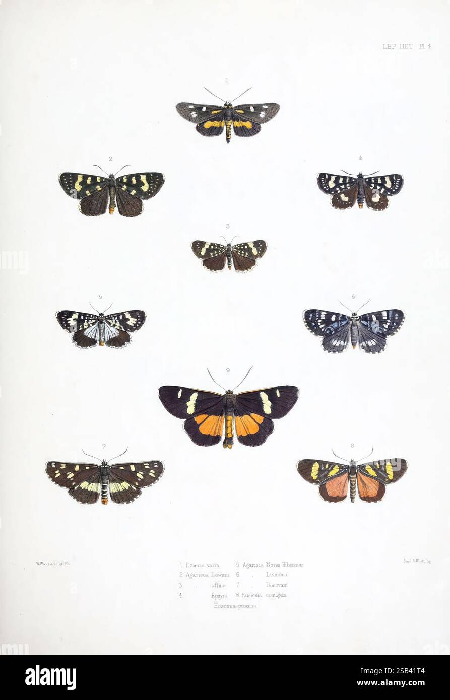Illustrations de spécimens typiques de Lepidoptera Heterocera dans la ...