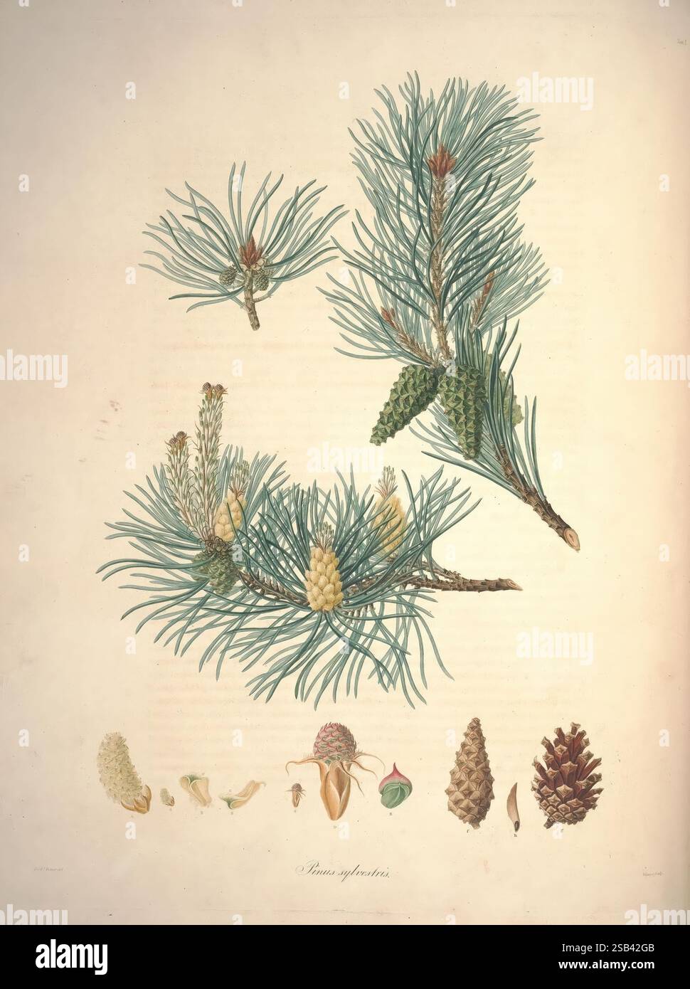 Arbres botaniques pinaceae scots Banque de photographies et d’images à ...