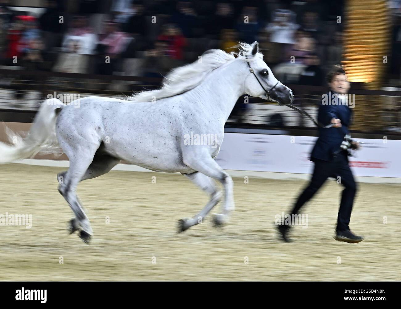 KATARA INTERNATIONAL ARABIAN HORSE FESTIVAL KIAHF 2025 Basheer Al Waab, propriété de El Alya ...