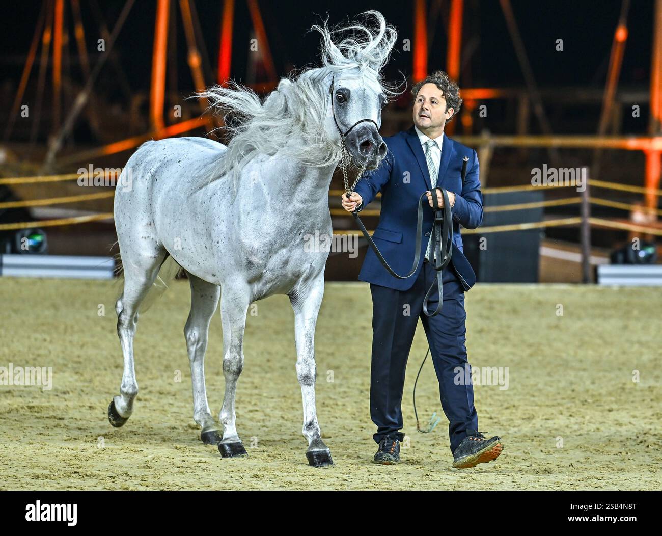 KATARA INTERNATIONAL ARABIAN HORSE FESTIVAL KIAHF 2025 Basheer Al Waab, propriété de El Alya ...