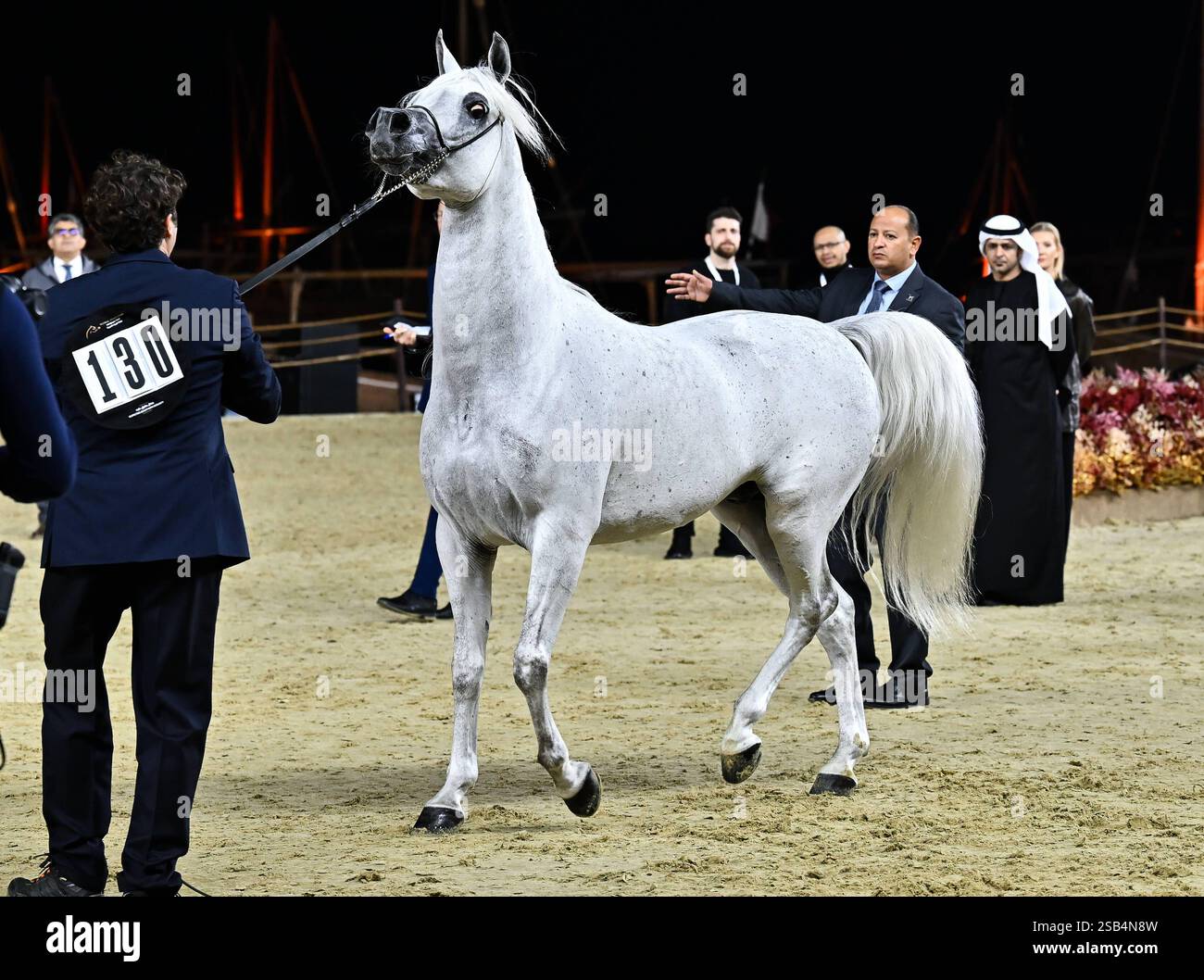 KATARA INTERNATIONAL ARABIAN HORSE FESTIVAL KIAHF 2025 Basheer Al Waab, propriété de El Alya ...