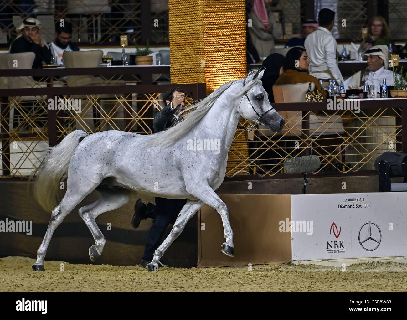 KATARA INTERNATIONAL ARABIAN HORSE FESTIVAL KIAHF 2025 Basheer Al Waab, propriétaire du haras El ...