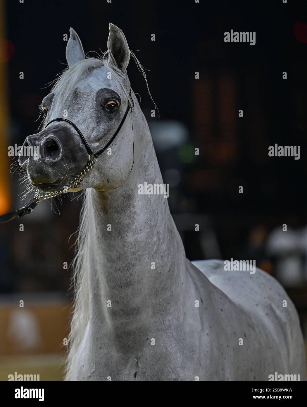 KATARA INTERNATIONAL ARABIAN HORSE FESTIVAL KIAHF 2025 Basheer Al Waab, propriété de El Alya ...