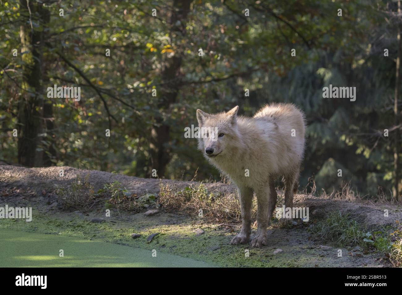 Un loup de la baie d’Hudson (Canis lupus hudsonicus) se tenant dans une ...