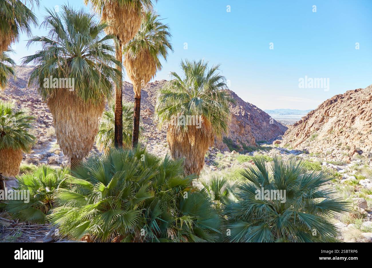 Joshua Tree National Park est l'endroit où convergent les déserts du ...
