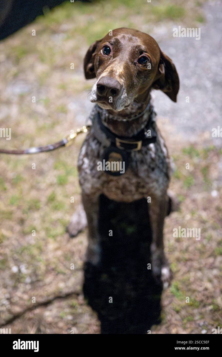 Les employés de l'unité K9 du Federal Protective Service du Département ...