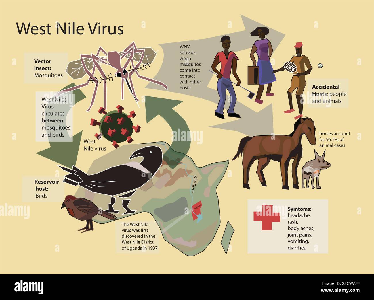 Illustration montrant le cycle de vie du virus du Nil occidental (VNO ...