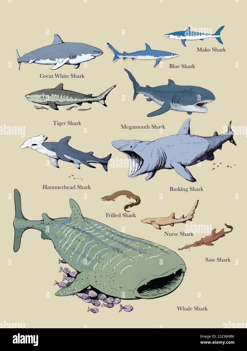 Espèces de requins Banque de photographies et d’images à haute ...
