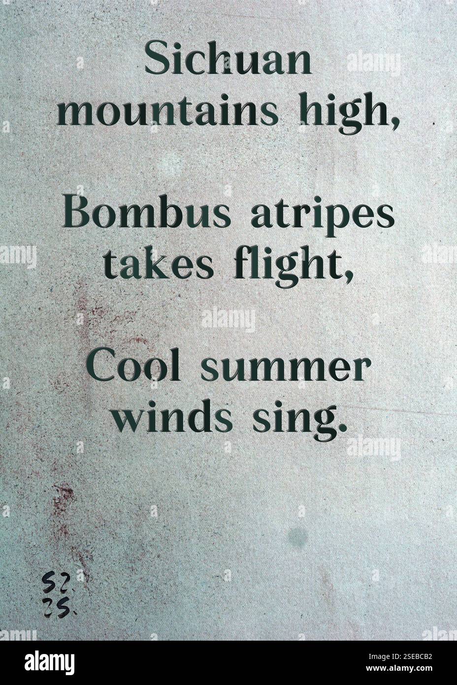 Hautes montagnes du Sichuan, Bombus atripes prend son envol, les vents ...