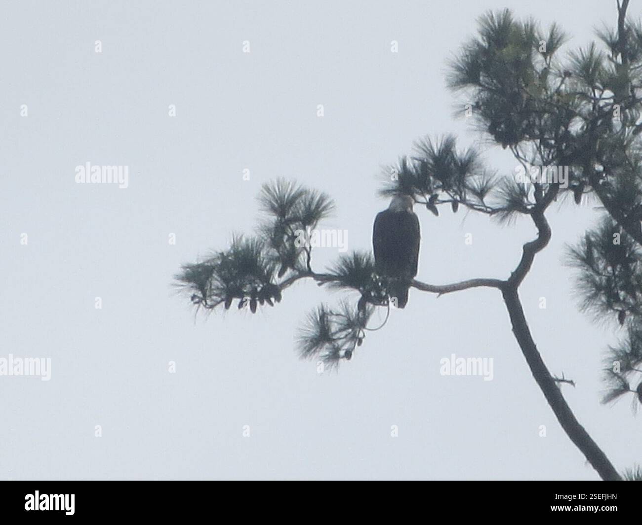 Aigle à tête blanche (Haliaeetus leucocephalus), Aves, Jasper County, SC, États-Unis, je n'ai ...