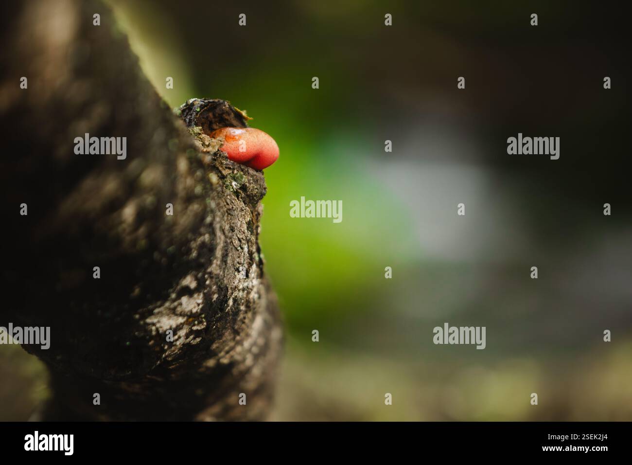 Le hongo Banque de photographies et d’images à haute résolution - Alamy