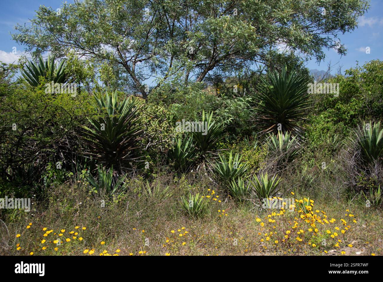 Agave maguey cuishe sauvage (Agave karwinskii) plante dans une ...