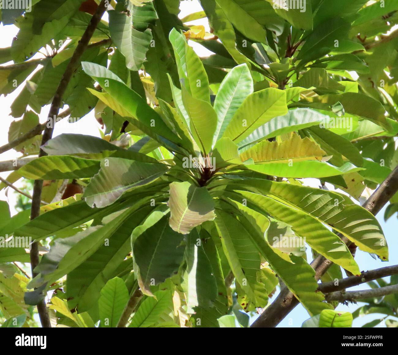 La sapote de Mamey (Pouteria sapota), Plantae, Pinar del Río, CU, la sapote de Mamey (Pouteria ...