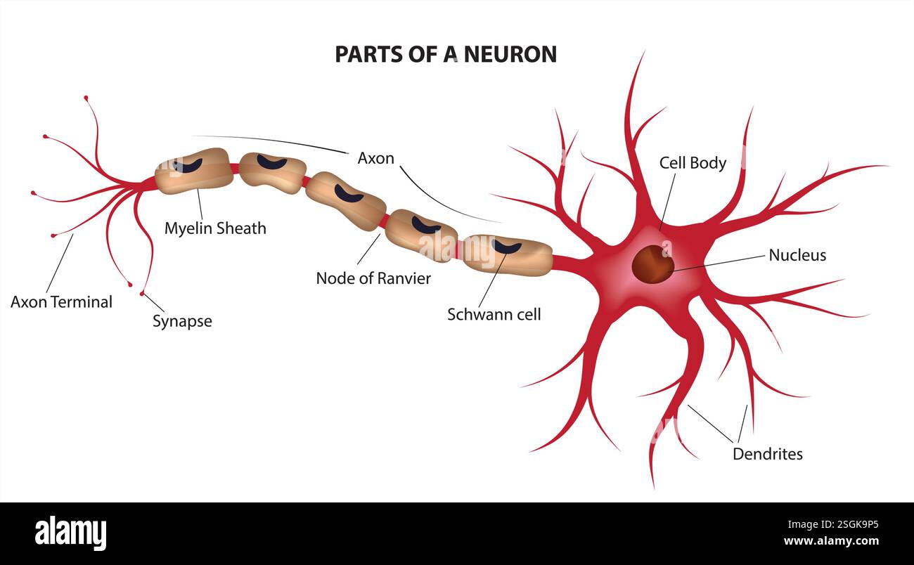 Multipolar neuron Banque d'images vectorielles - Alamy