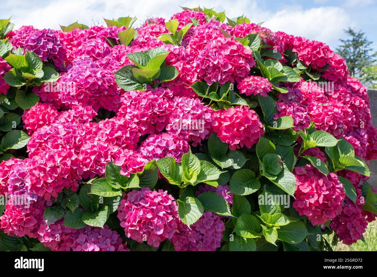 Arbuste Hydrangea macrophylla avec fleurs rouges. Jardin d'hortensia à ...