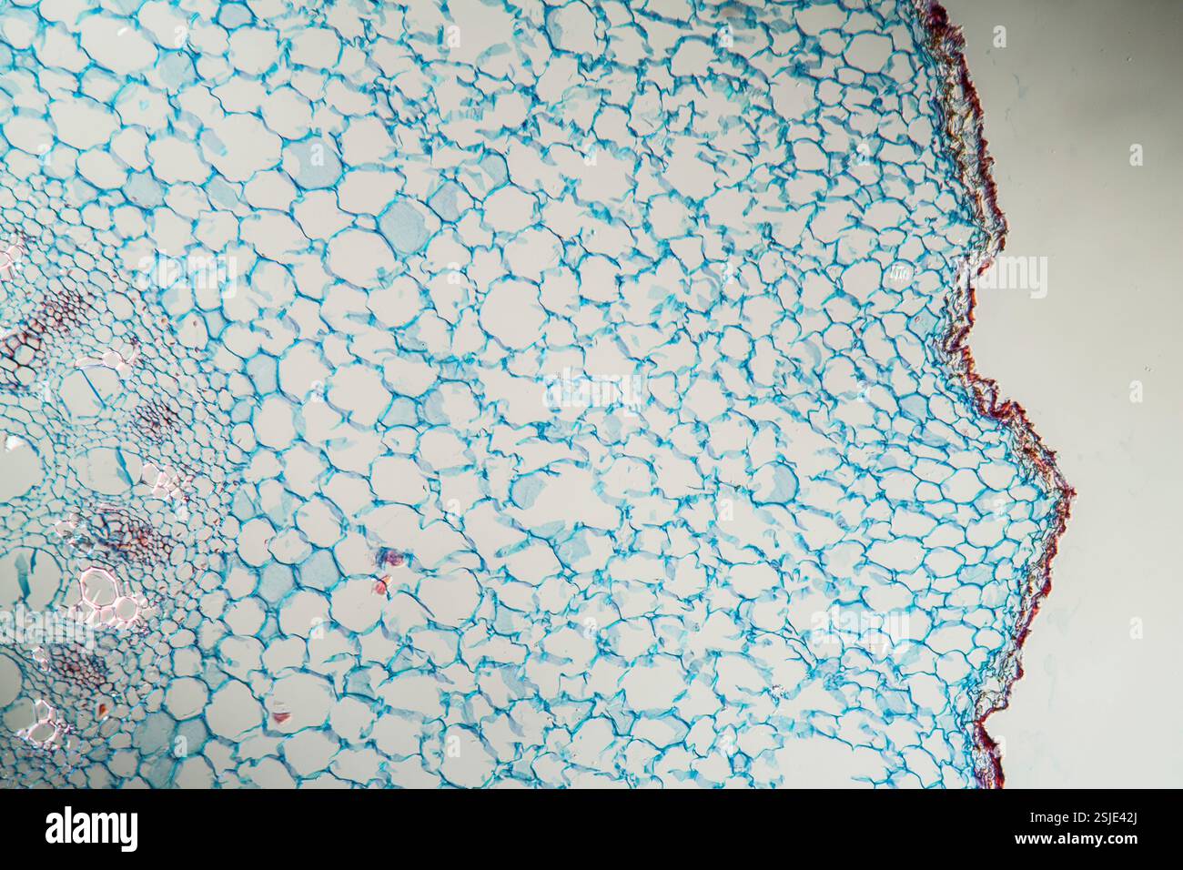 Racine aérienne Banque de photographies et d’images à haute résolution ...