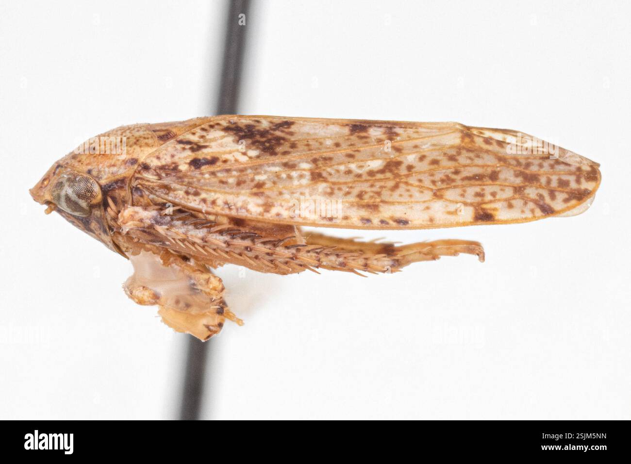 Bimini bahamas Banque d'images détourées - Alamy