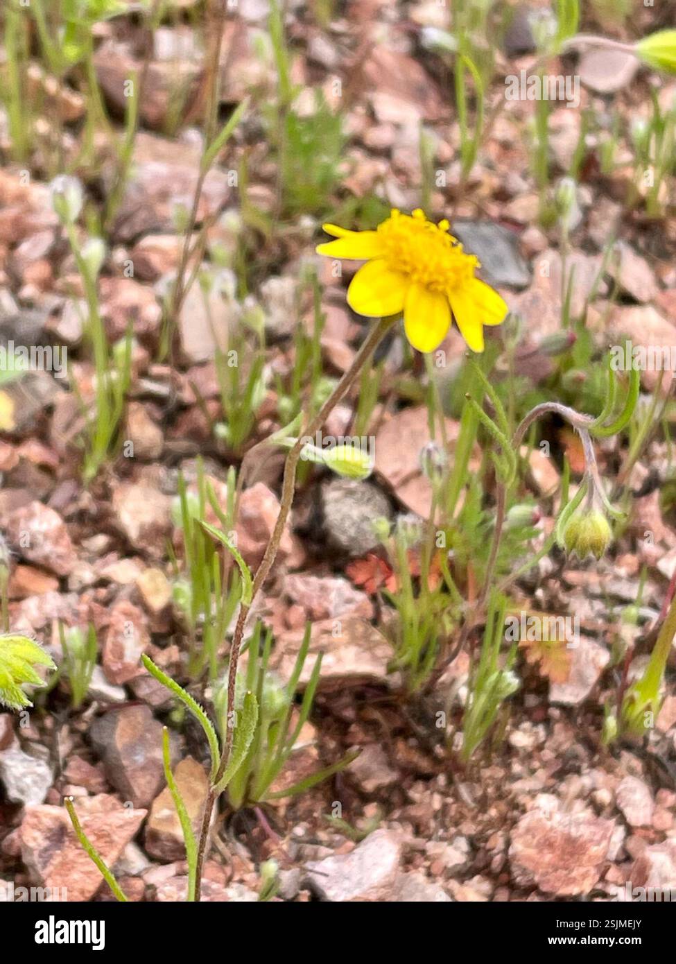 Champs aurifères communs (Lasthenia gracilis), Plantae, Hain Wilderness ...