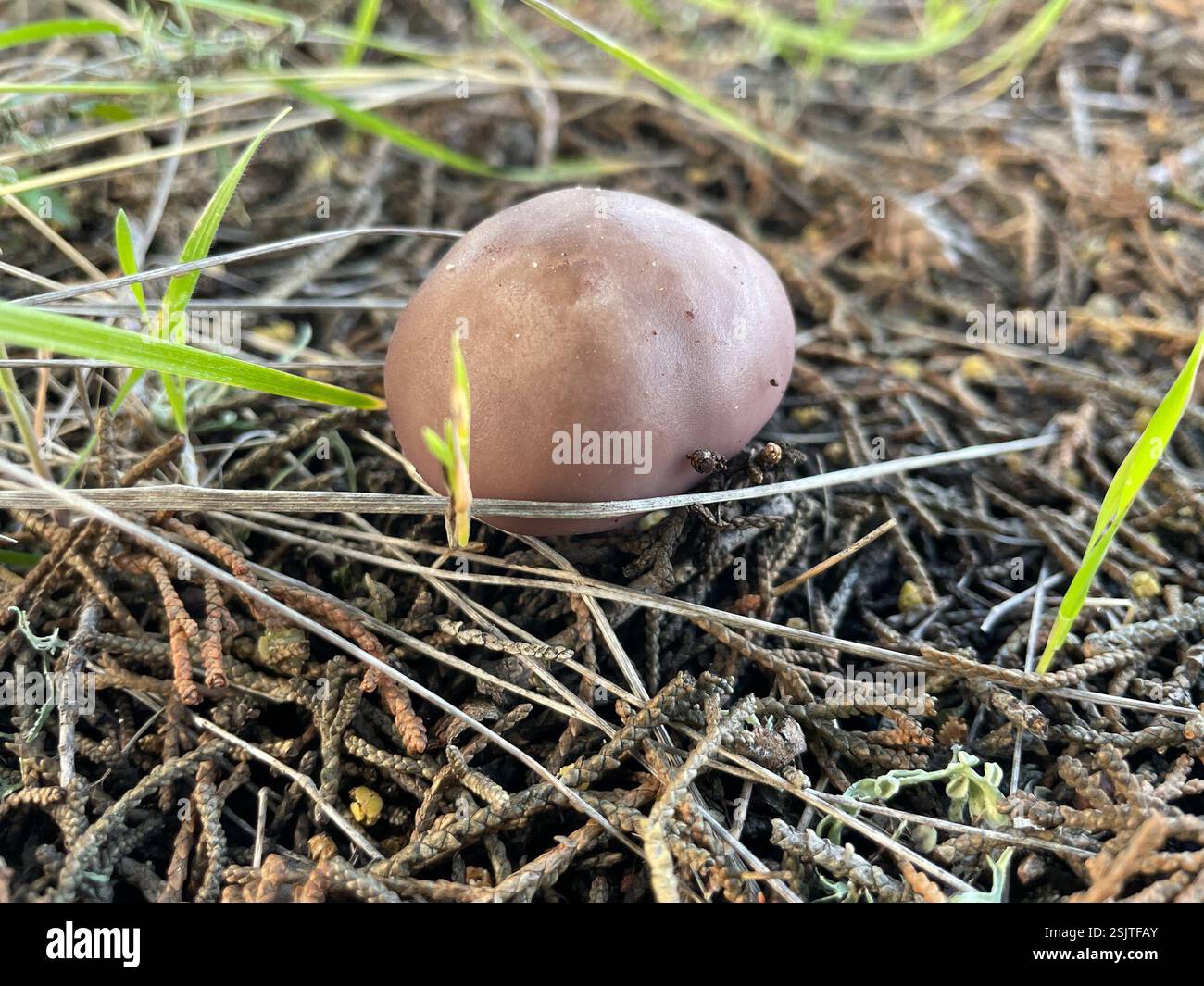 Blewit (Collybia nuda), champignons, via Laguna Vista, San Luis Obispo ...