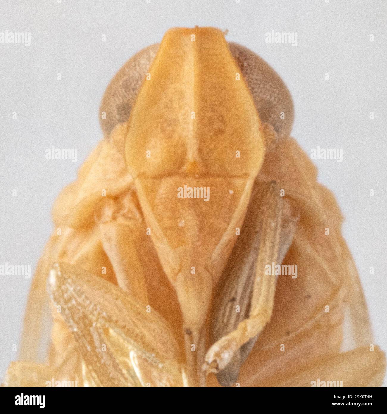 (Haplaxius meadi), insecte, Mexique, il s'agit d'un spécimen ...