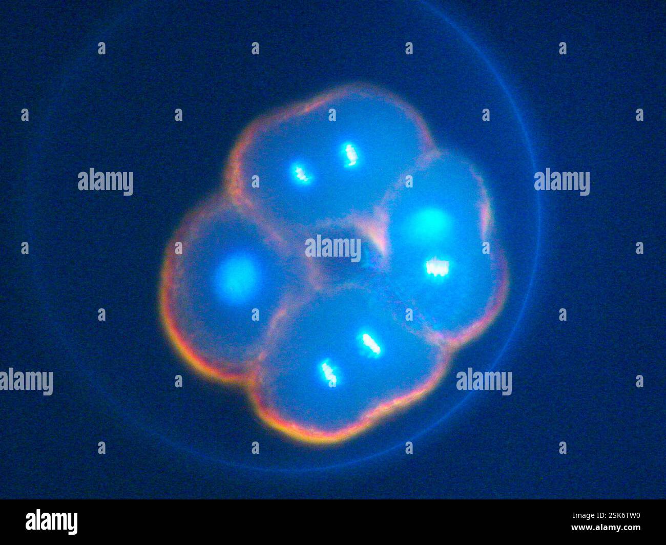 Embryon d'oursin, stade à quatre cellules, micrographie légère. Ces ...