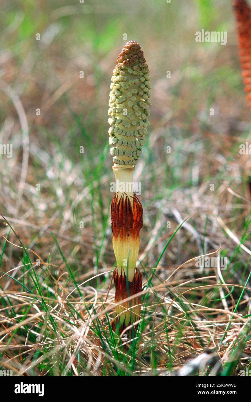 Grande prêle (Equisetum telmateia). Strobilus sporulé d'une grande ...