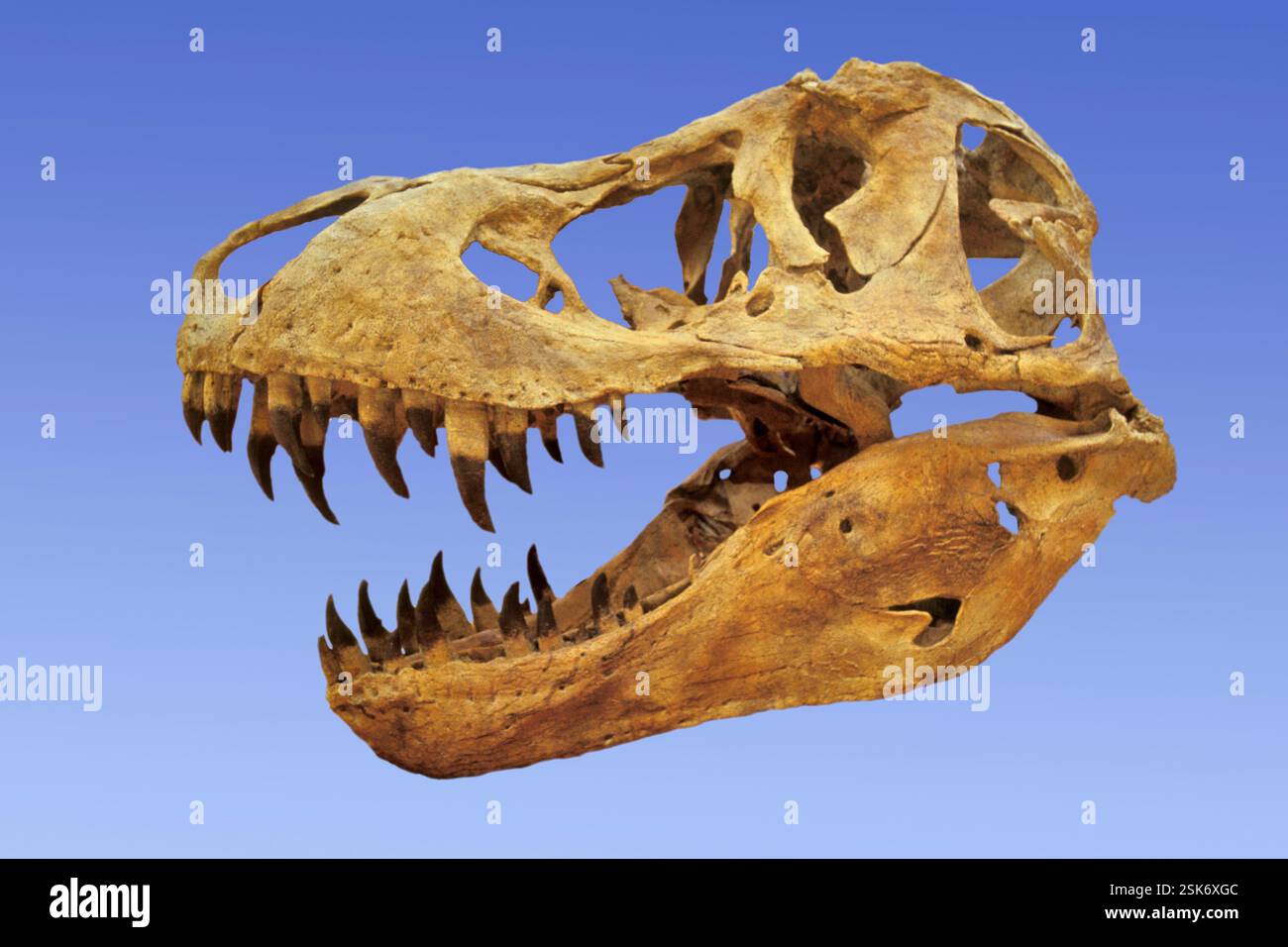 Crâne de Tyrannosaurus rex. Crâne fossilisé du dinosaure théropode prédateur carnivore ...