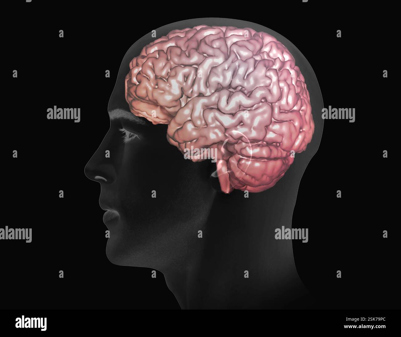 Cerveau humain. Image composite colorée par imagerie par résonance ...