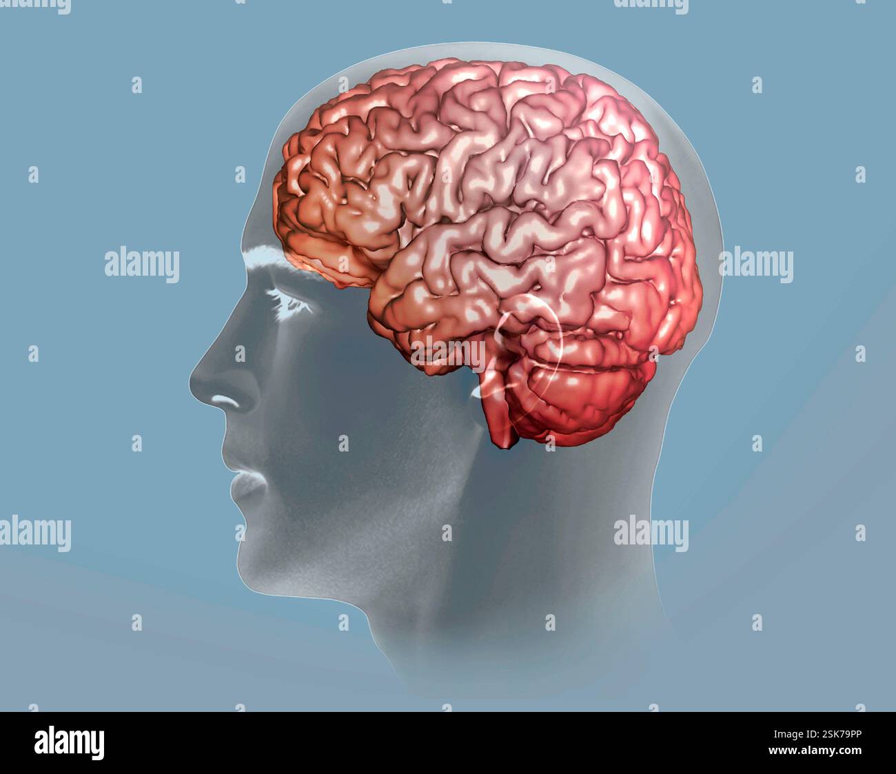 Cerveau humain. Image composite colorée par imagerie par résonance ...