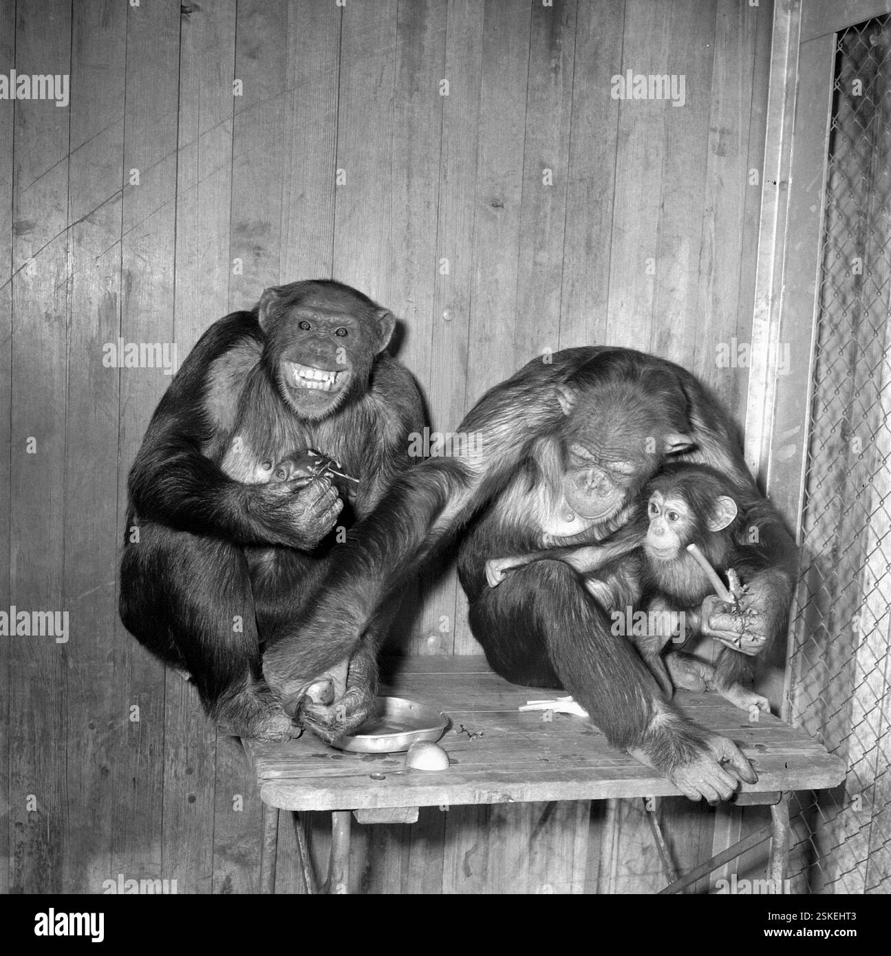 Schimpansen-Mütter mit ihren Babys im Zürcher Zoo 1955#mères ...