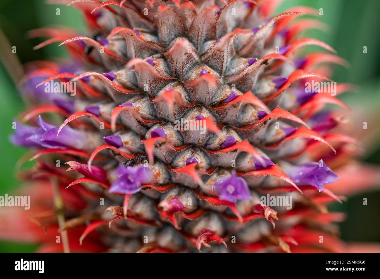 Un gros plan détaillé présentant la texture complexe d'un ananas non ...