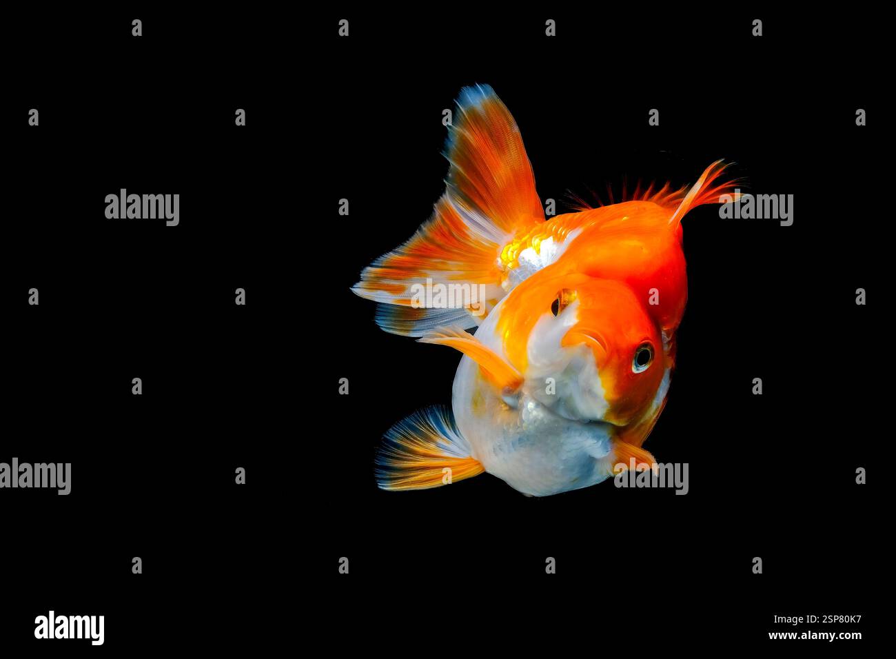 Beau poisson rouge ryukin Banque de photographies et d’images à haute ...