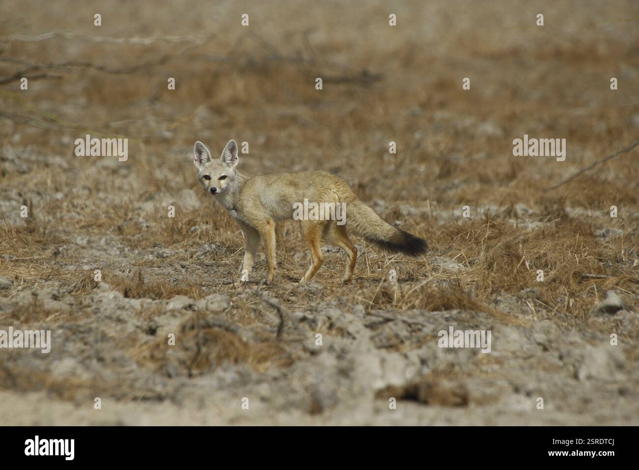 Indian fox Banque de photographies et d’images à haute résolution - Alamy