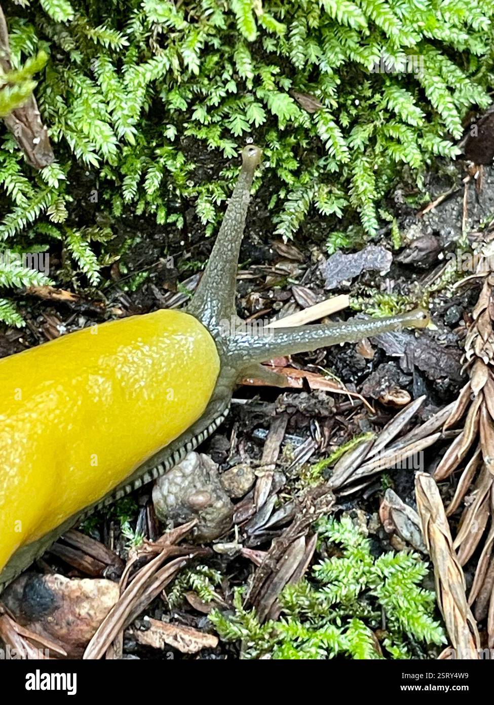 Slender Banana Slug (Ariolimax dolichophallus), Mollusca, The Forest of ...