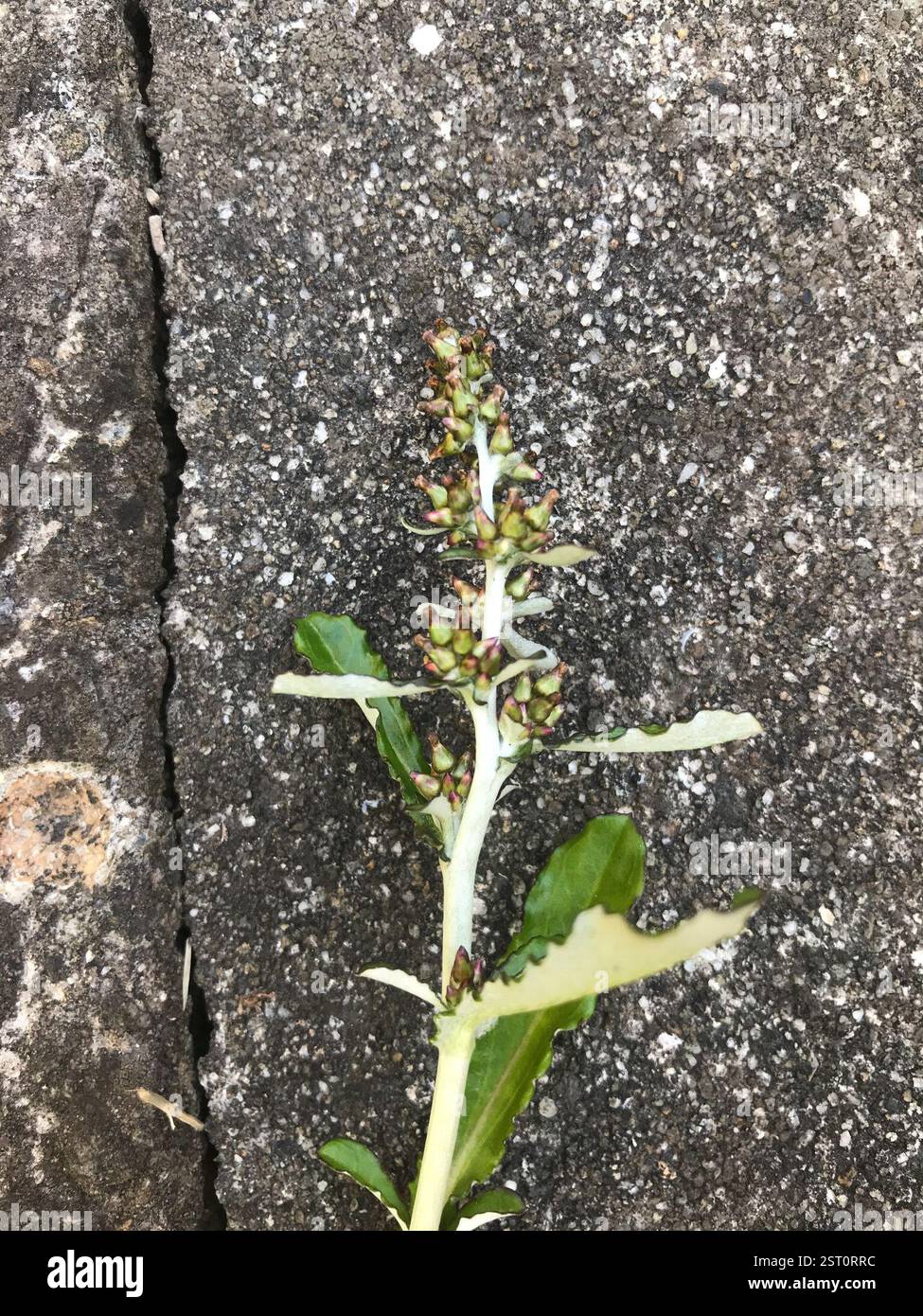 Elegant Cudweed (Gamochaeta impatiens), Plantae, Kamikoshikicho ...