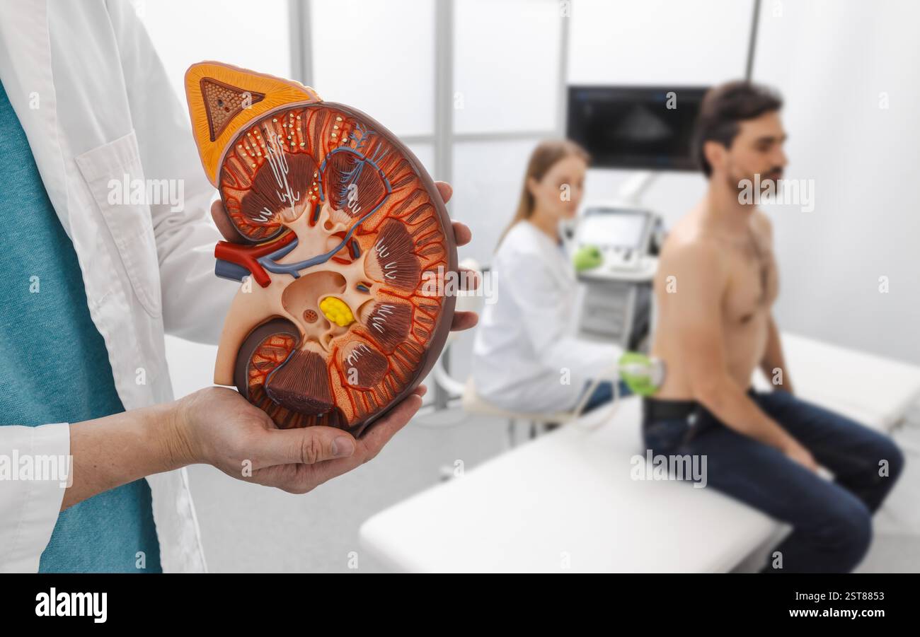 Modèle anatomique de rein sur fond de processus d'examen échographique ...
