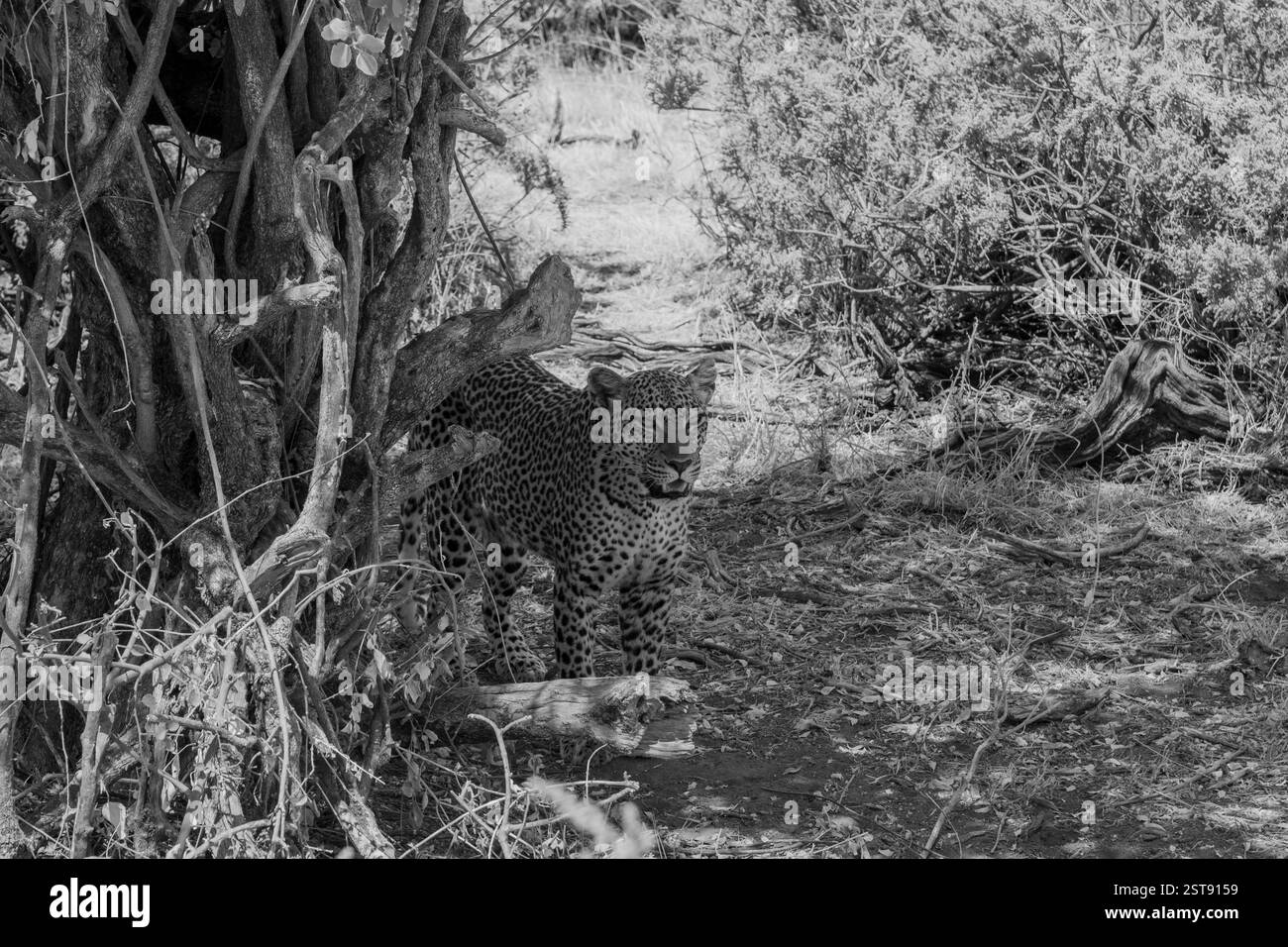 La faune des parcs nationaux Banque d'images noir et blanc - Alamy