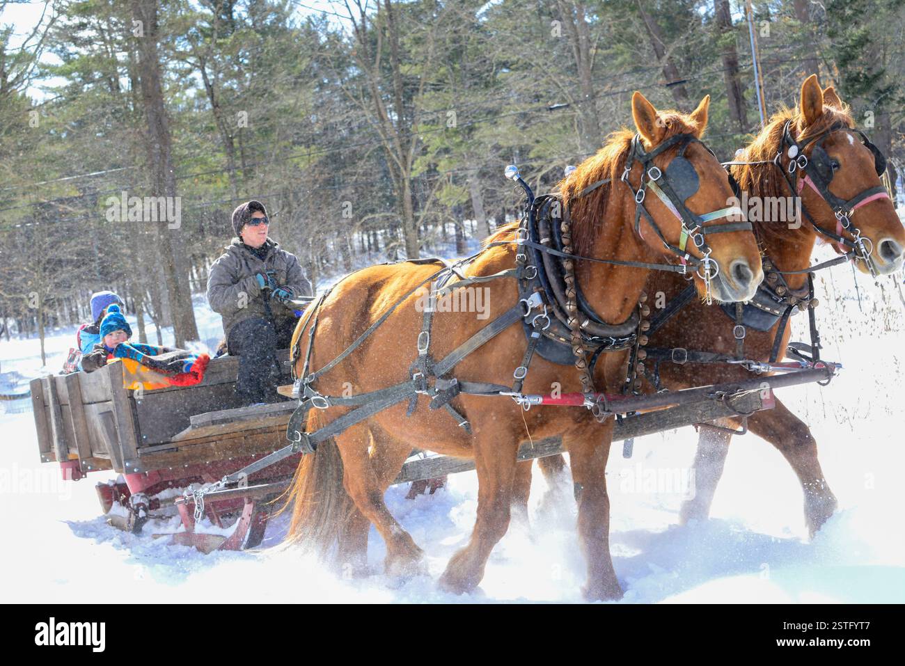 Clair Embry, a horse sled driver at Fairwinds Farm/Wild Carrot Farm in ...