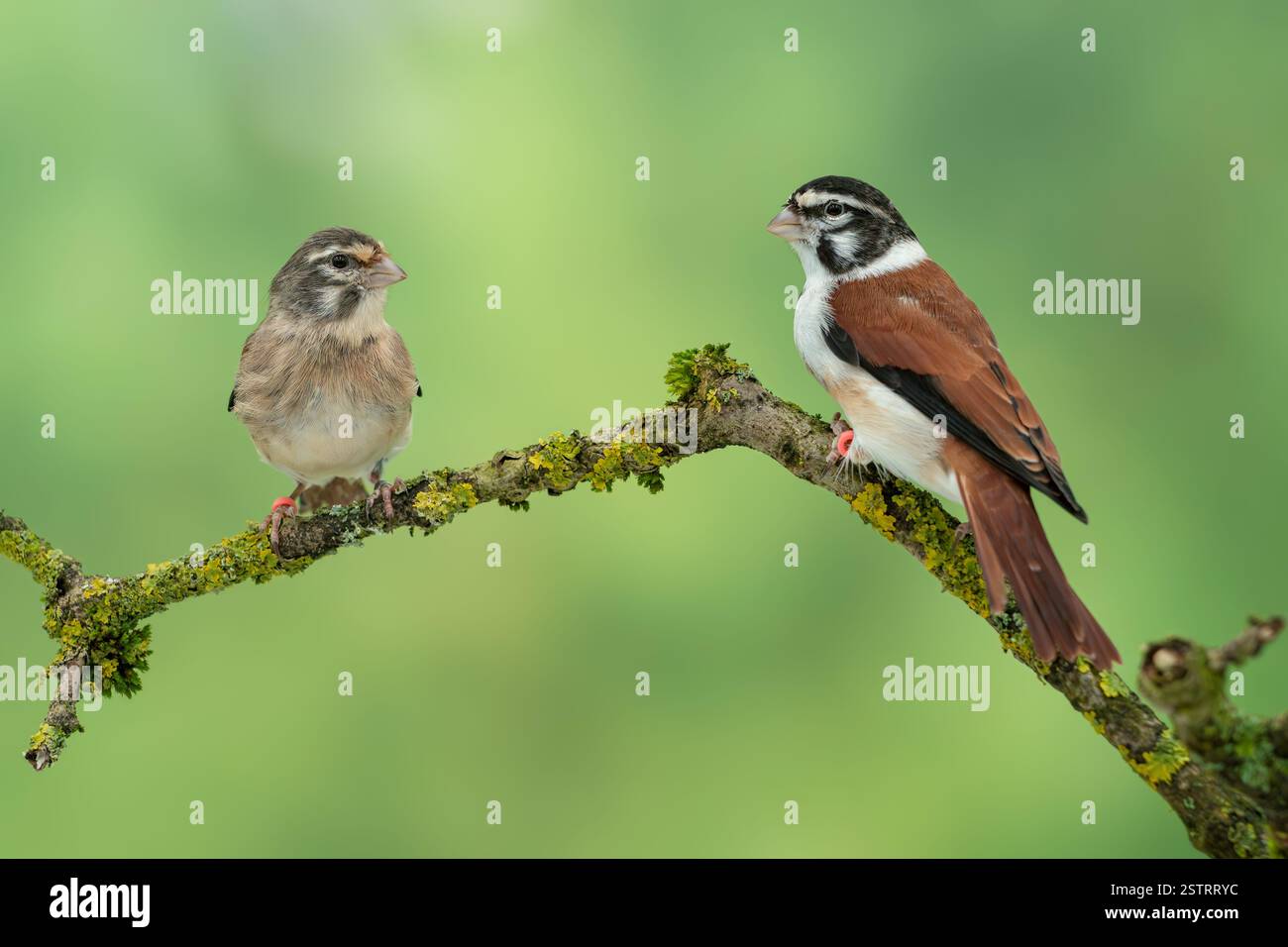 Serinus alario Banque de photographies et d’images à haute résolution ...