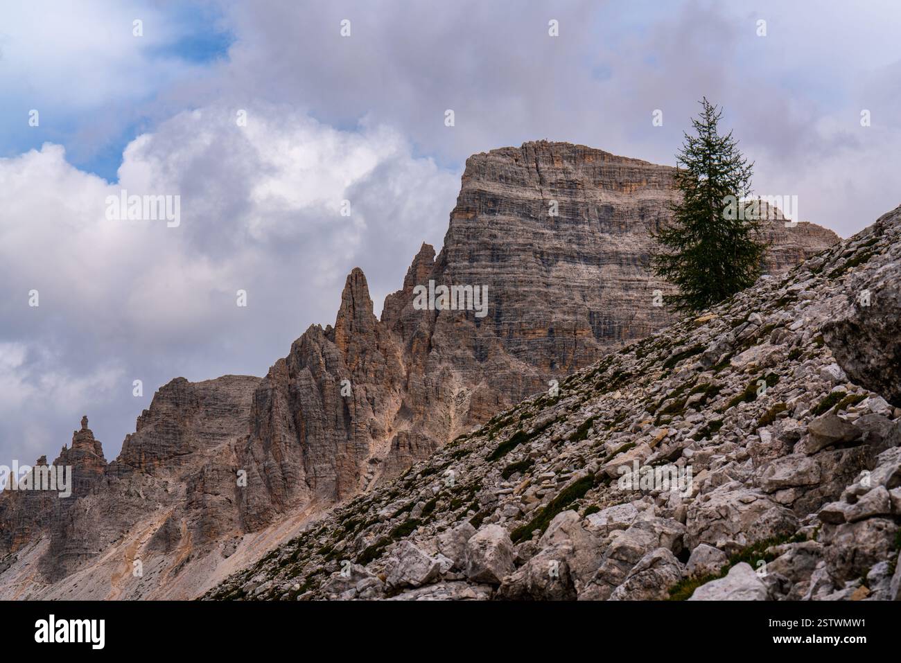 Le conifère solitaire se tient élastiquement sur les falaises ...